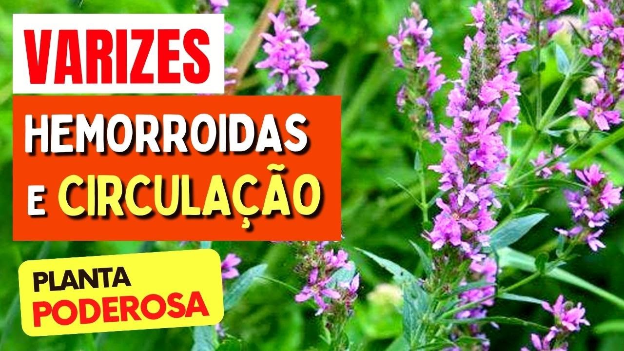 Planta para VARIZES, HEMORROIDAS e MÁ CIRCULAÇÃO – Benefícios da Erva ...